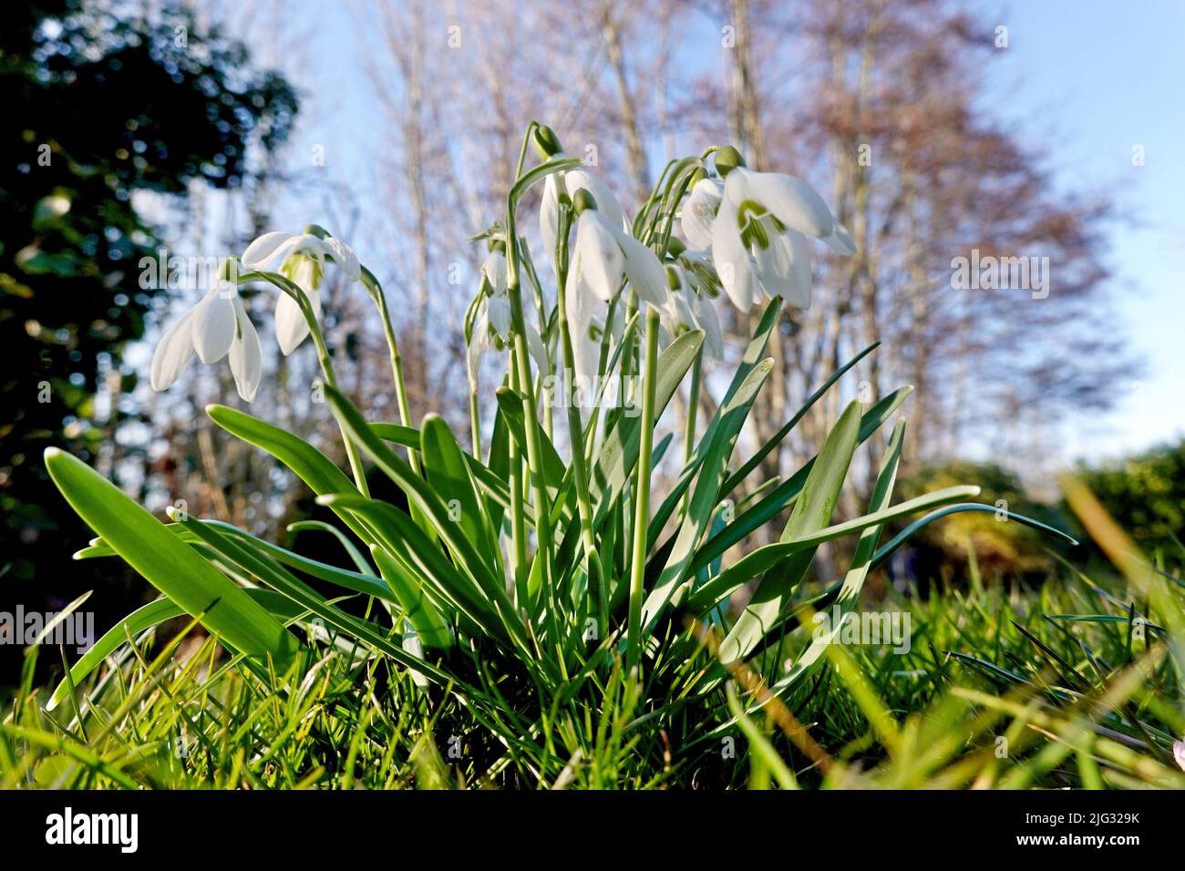 common snowdrop (Galanthus nivalis), blooming, worms-eye view, Germany ...