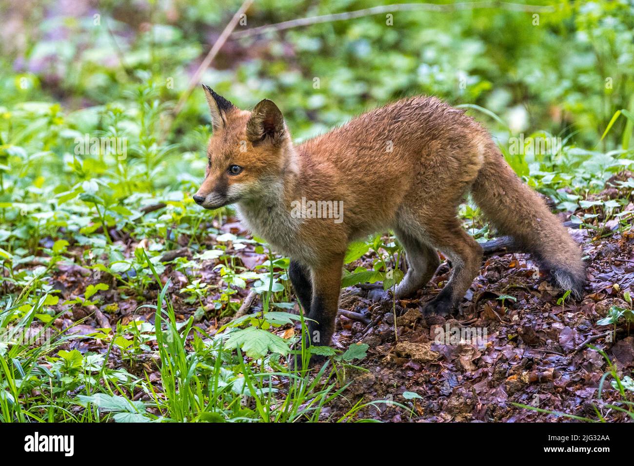 red fox (Vulpes vulpes), fox cub standing on forest ground, side view ...