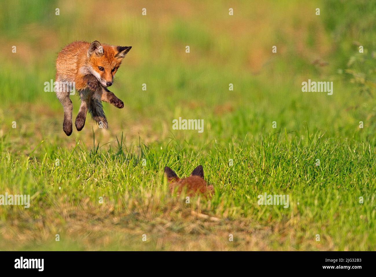 red fox (Vulpes vulpes), two fox pups romping in a meadow, Germany ...