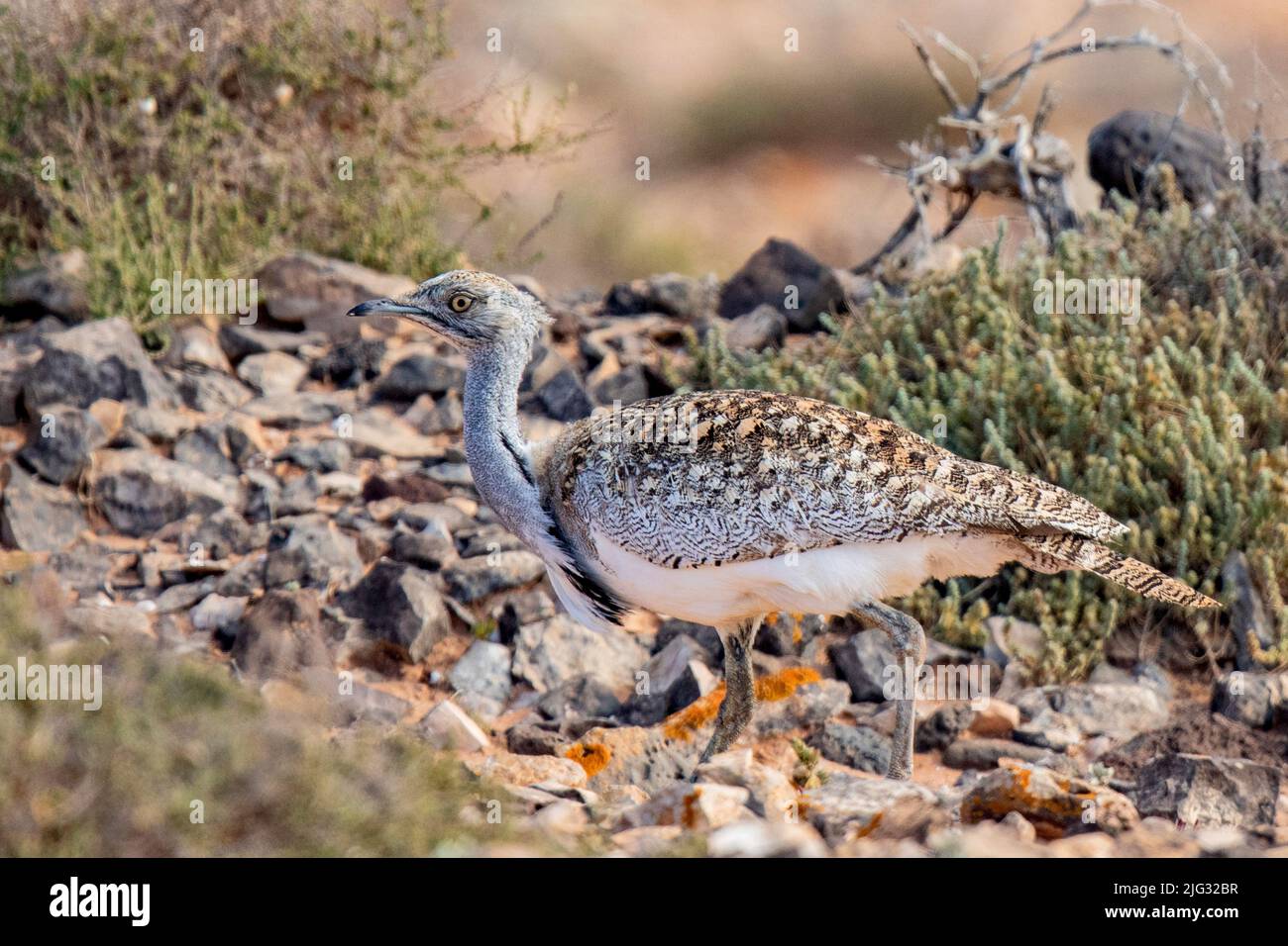 houbara bustard (Chlamydotis undulata), in semi-desert, Canary Islands ...