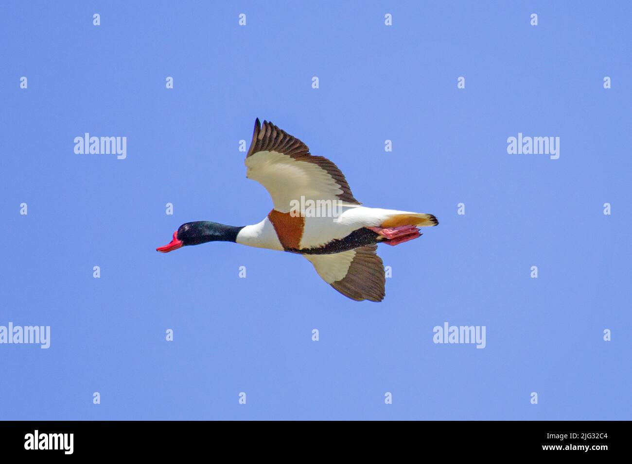common shelduck (Tadorna tadorna), in flight, Germany Stock Photo - Alamy