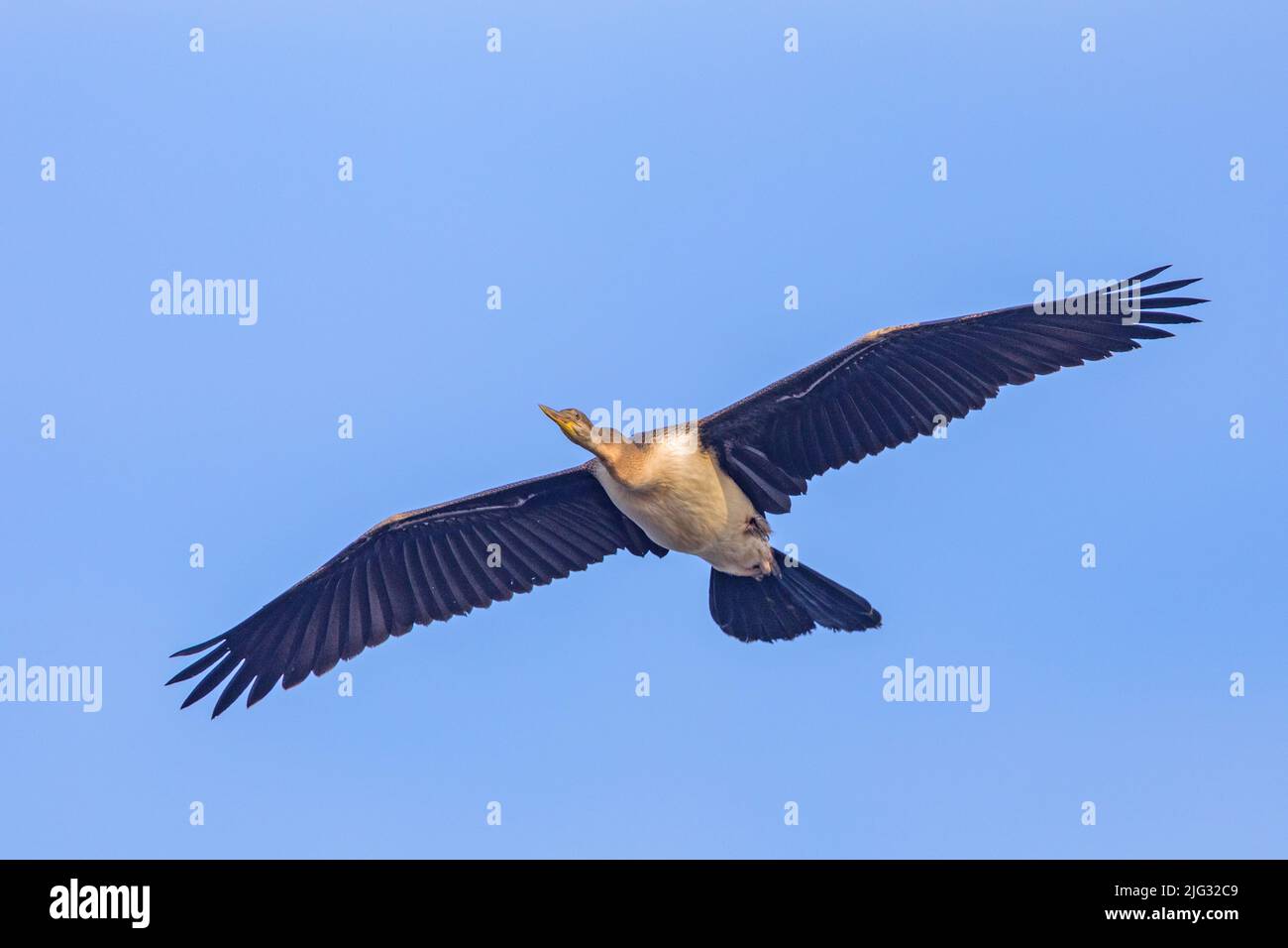 Blue darter hi-res stock photography and images - Alamy
