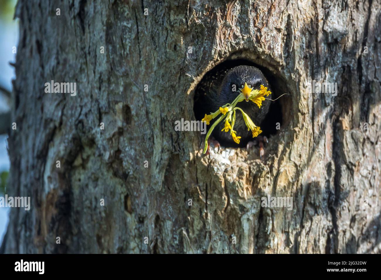 common starling (Sturnus vulgaris), carrying nesting material from a ...