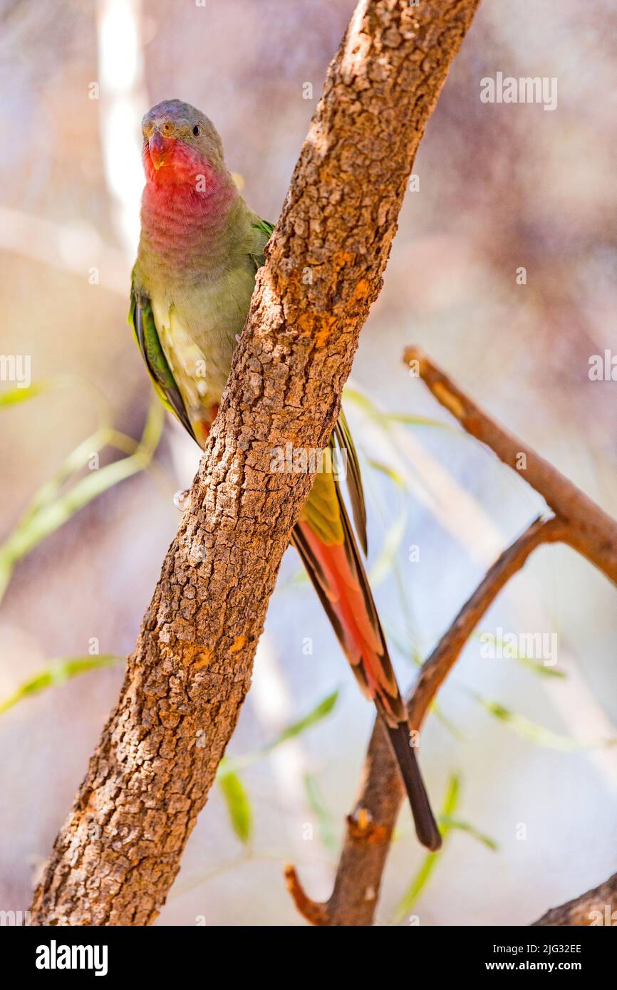 princess parrot (Polytelis alexandrae), perched on a branch, Australia ...
