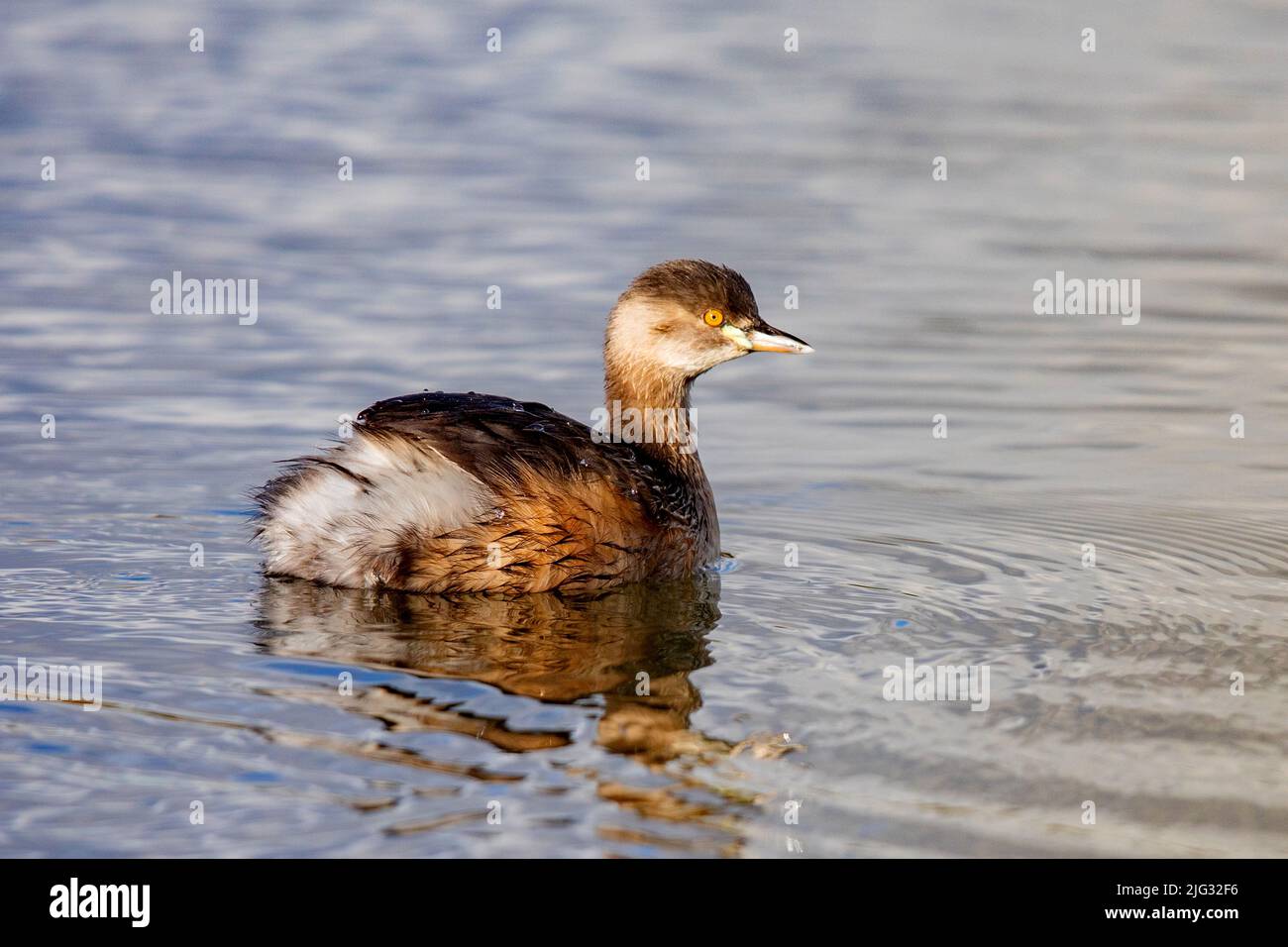 Australian dabchick (Tachybaptus novaehollandiae), swimming, eclipse ...