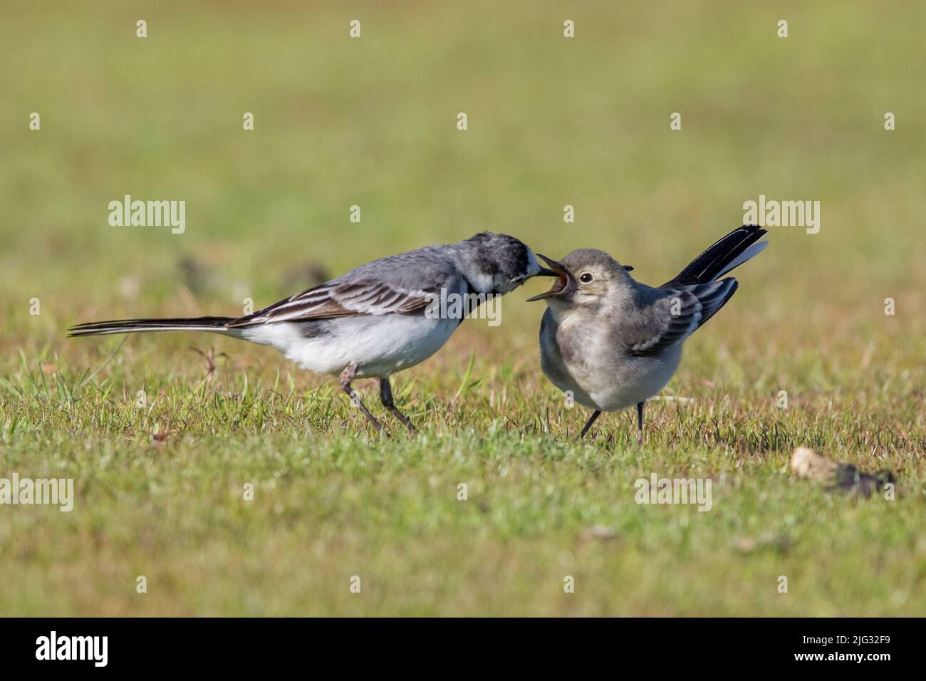 wagtail, white wagtail (Motacilla alba), feeding young bird in a meadow ...