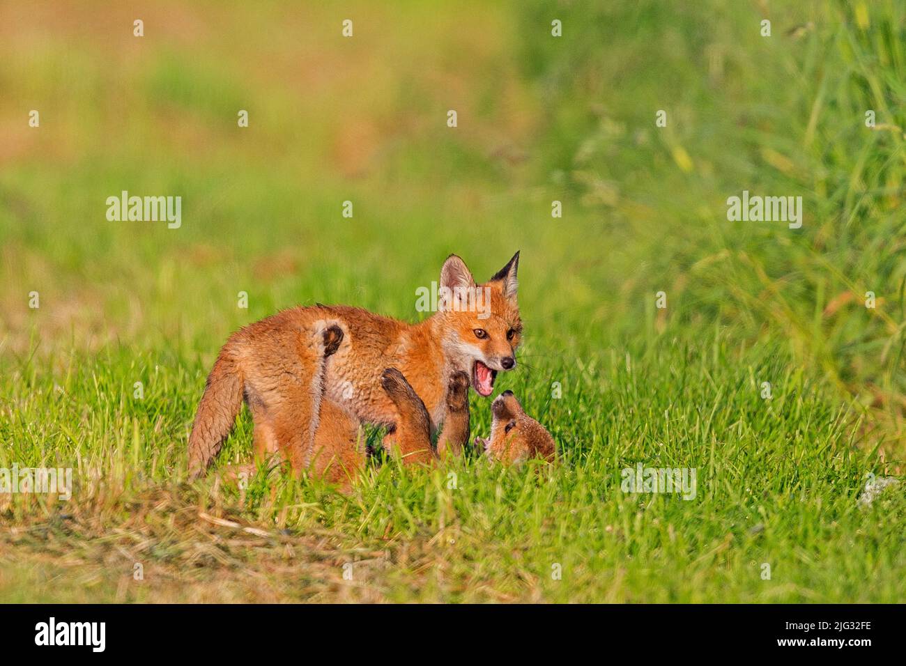 red fox (Vulpes vulpes), two fox pups romping in a meadow, Germany ...