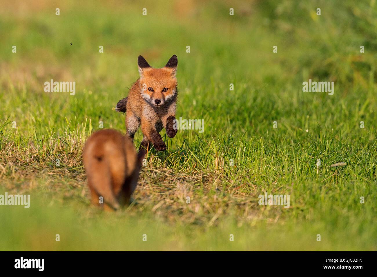 red fox (Vulpes vulpes), two fox pups romping in a meadow, Germany ...