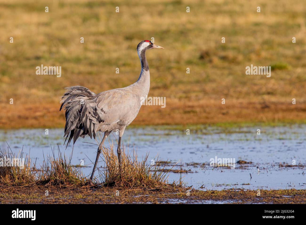 Common crane, Eurasian Crane (Grus grus), walking in shallow water ...