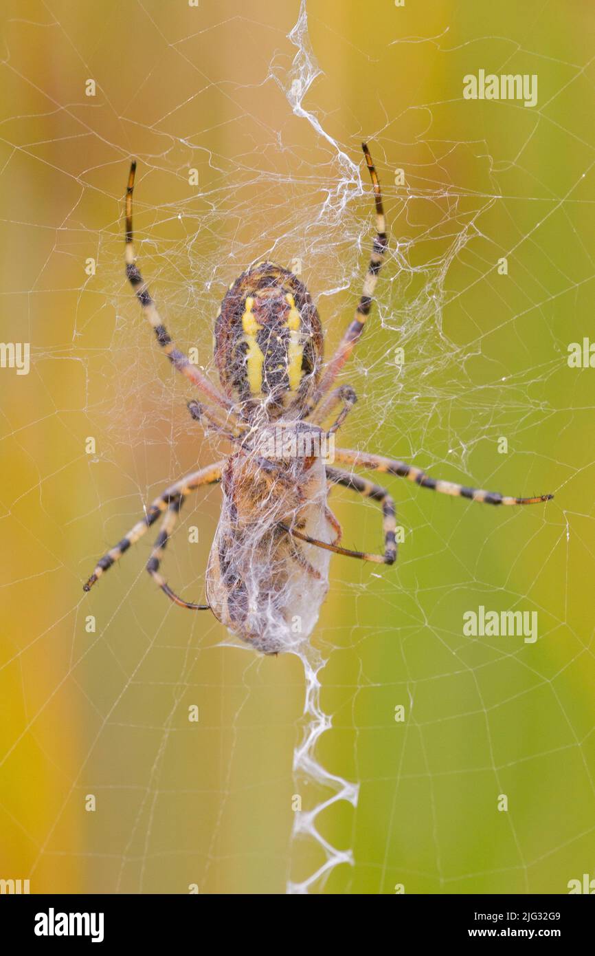 Black-and-yellow argiope, Black-and-yellow garden spider (Argiope ...