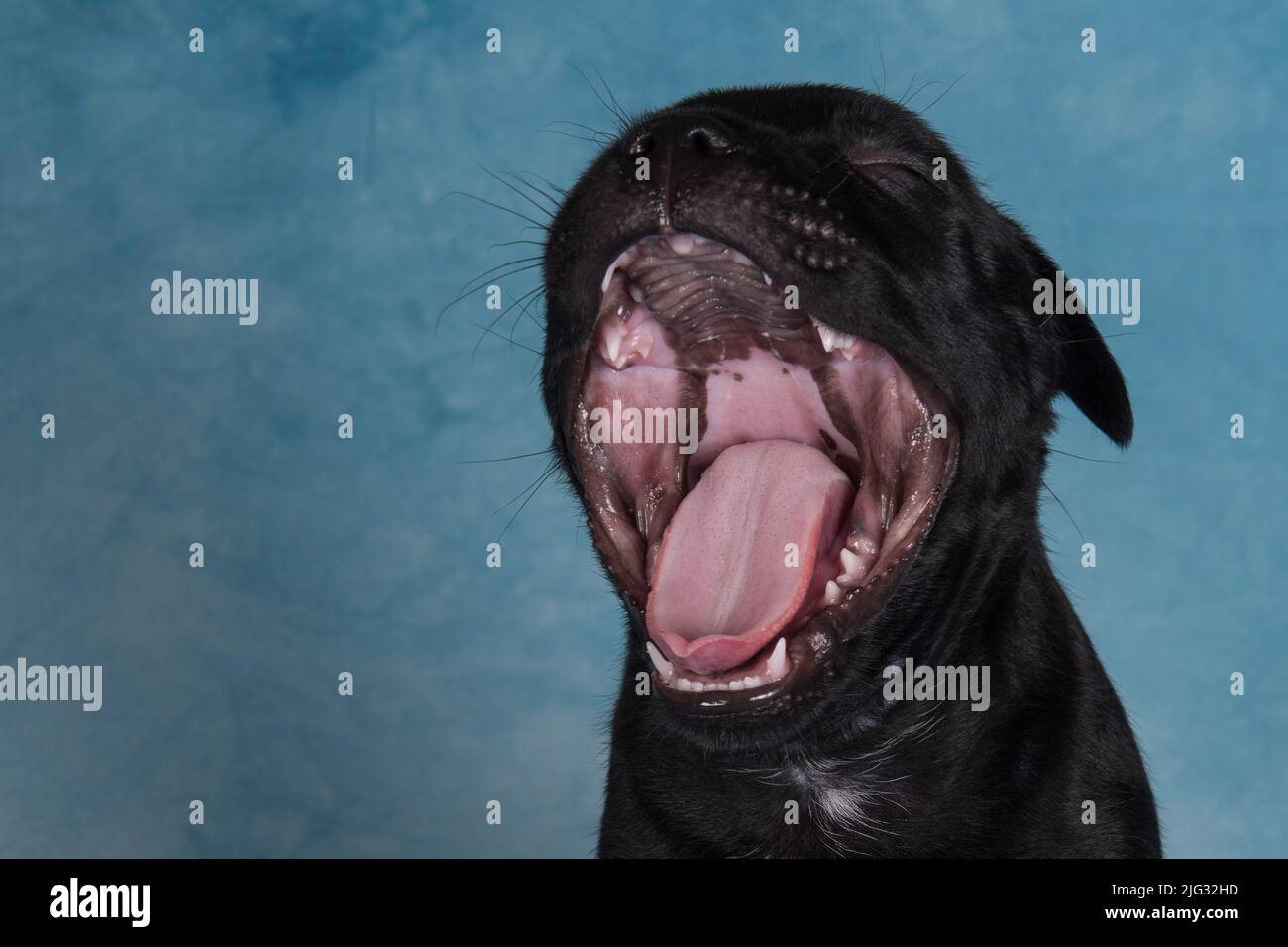 Staffordshire bull terrier teeth hi-res stock photography and images ...