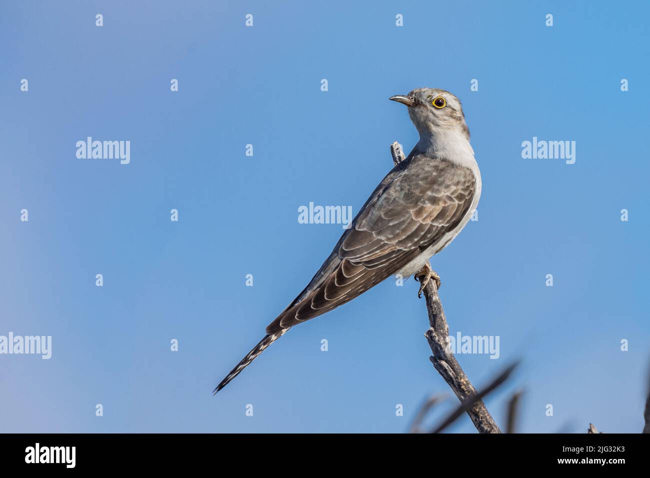 Pallid cuckoo (Heteroscenes pallidus, Cacomantis pallidus, Cuculus ...