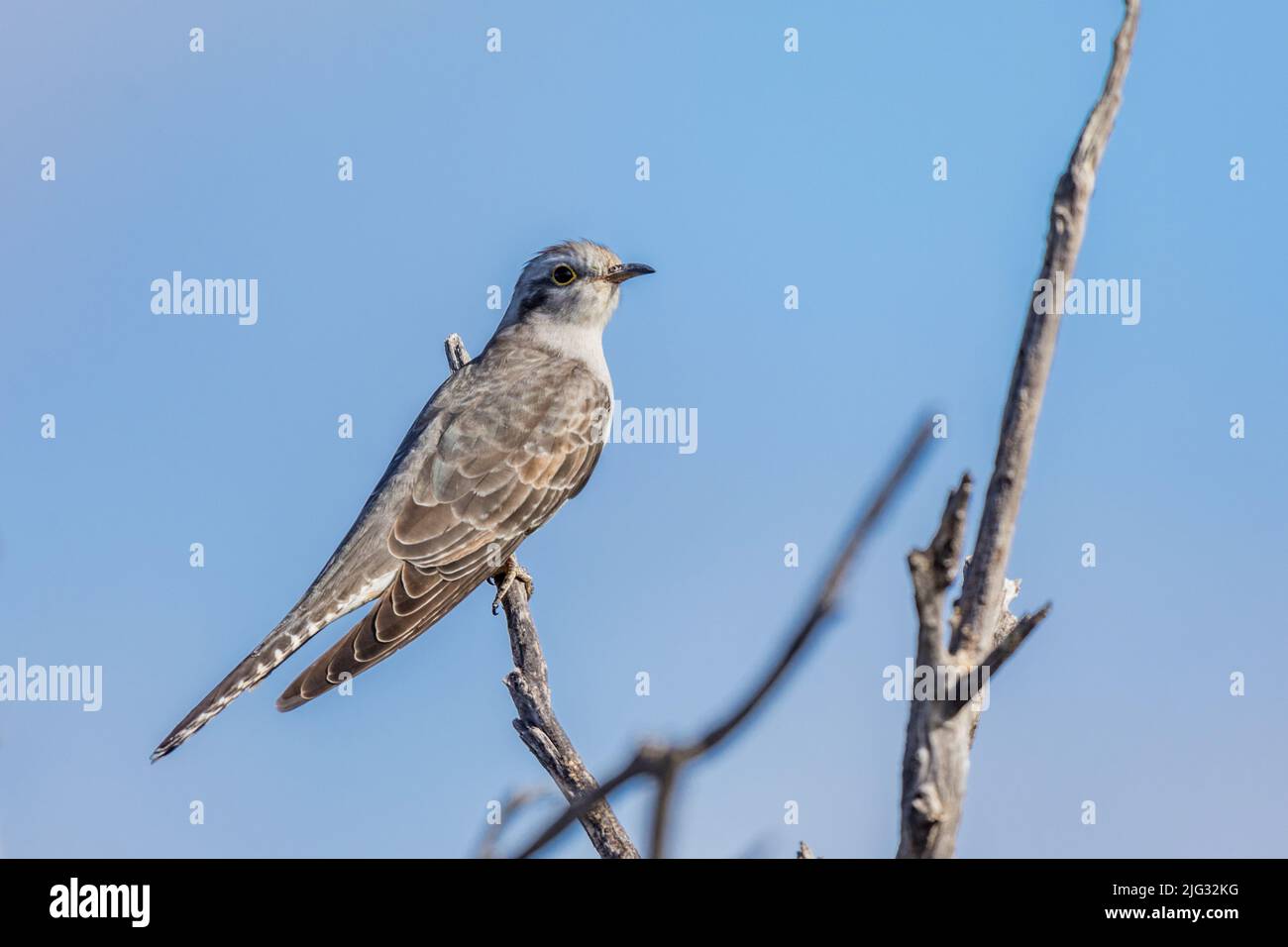 Pallid cuckoo (Heteroscenes pallidus, Cacomantis pallidus, Cuculus ...