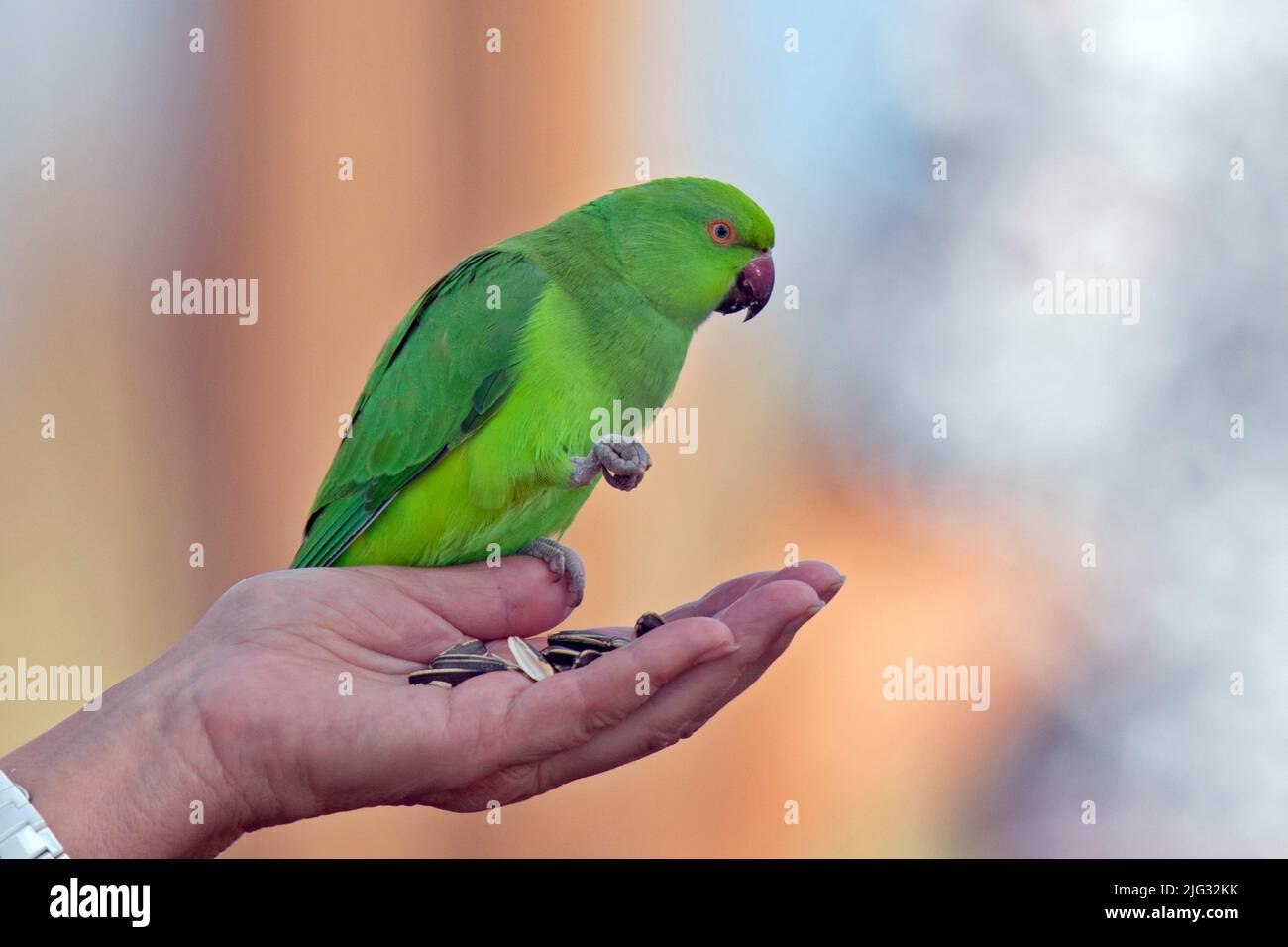 Hand feeding parakeet hi-res stock photography and images - Alamy