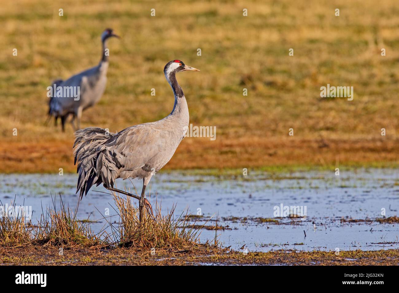 Common crane, Eurasian Crane (Grus grus), walking in shallow water ...