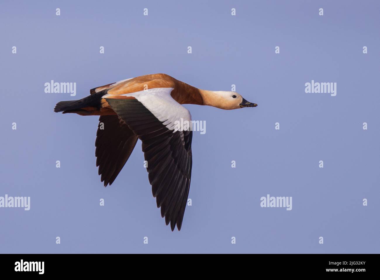 African shelducks hi-res stock photography and images - Alamy