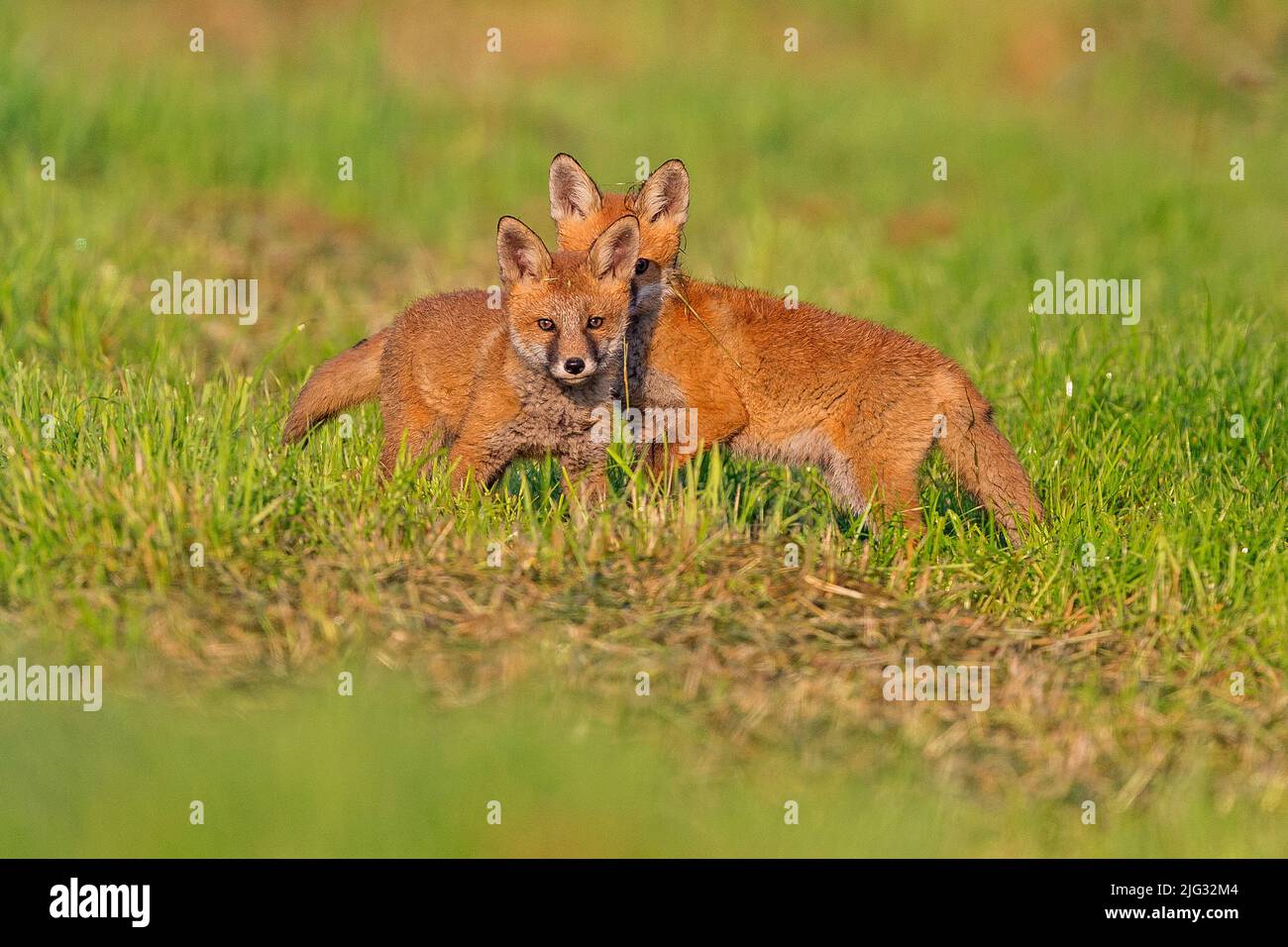 red fox (Vulpes vulpes), two fox pups romping in a meadow, Germany ...