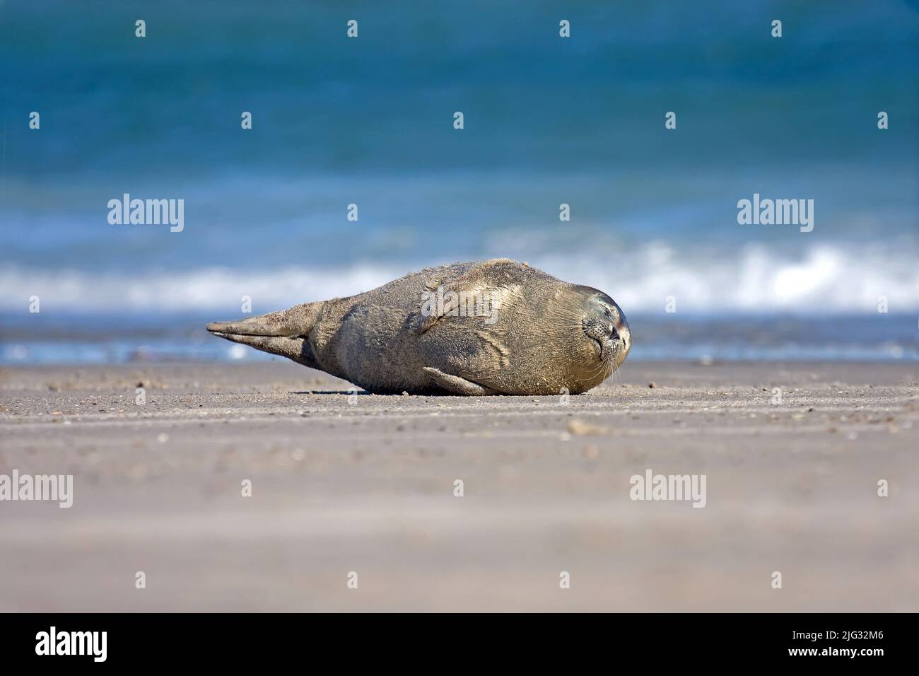 harbor seal, common seal (Phoca vitulina), young animal sunbathing on ...
