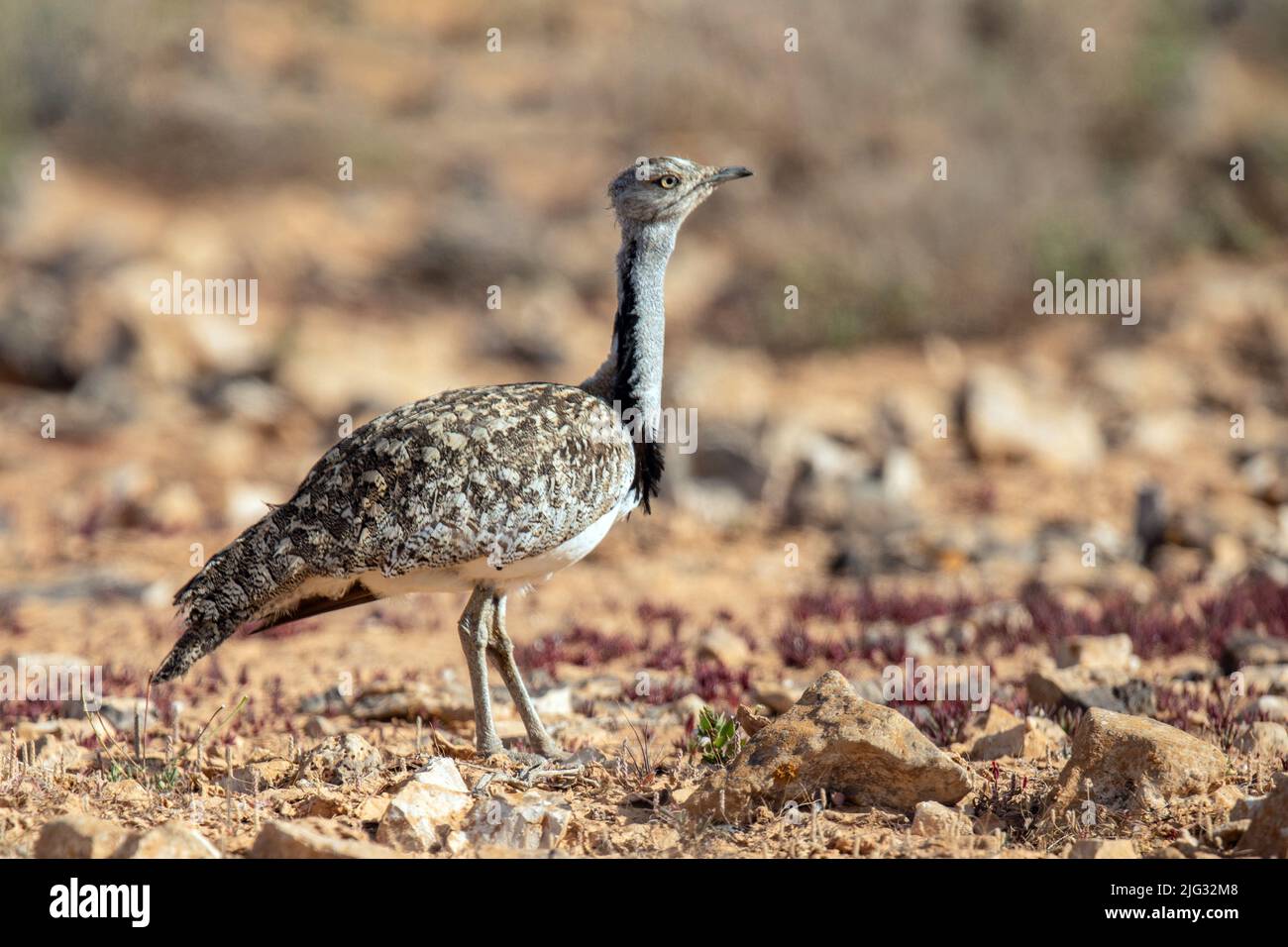 houbara bustard (Chlamydotis undulata), in semi-desert, Canary Islands ...