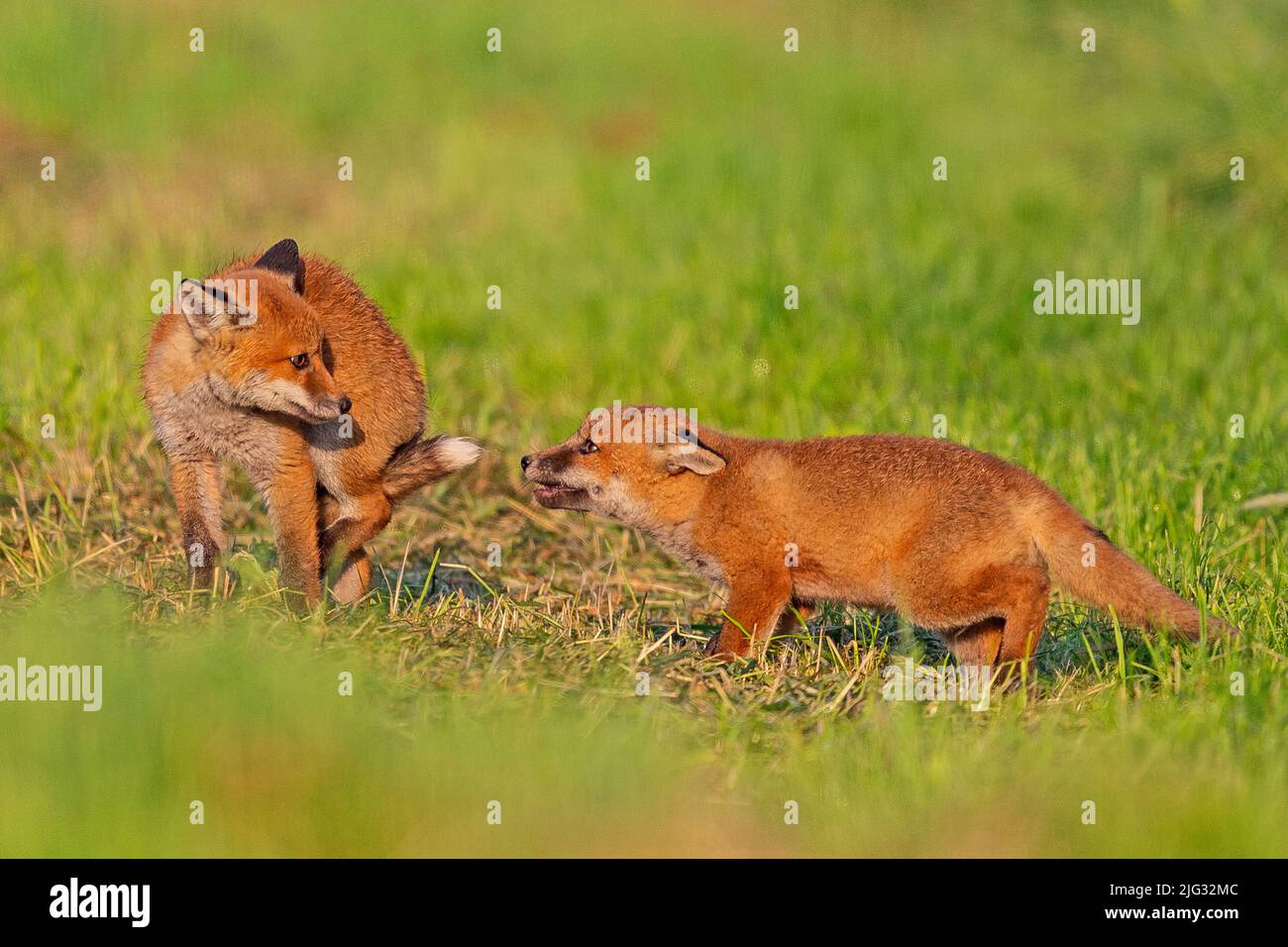 red fox (Vulpes vulpes), two fox pups romping in a meadow, Germany ...