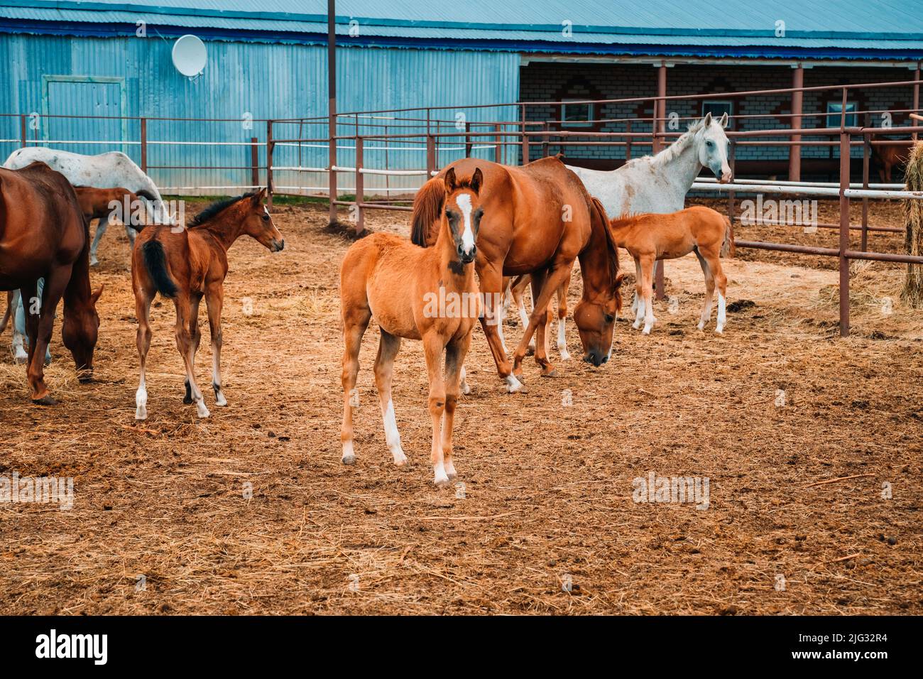 Foal gate hi-res stock photography and images - Alamy