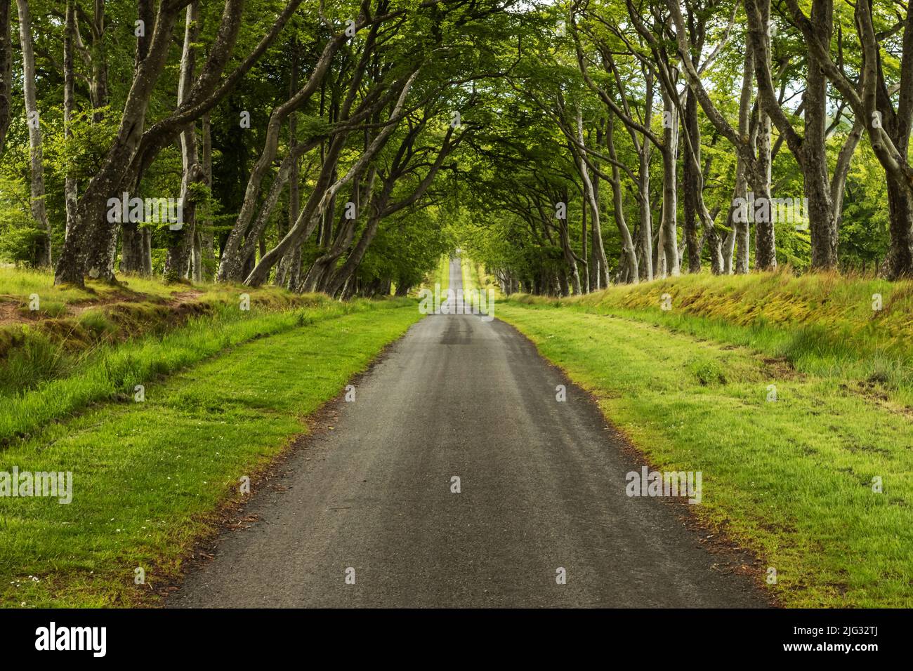 Straight road with a canopy of trees hi-res stock photography and ...