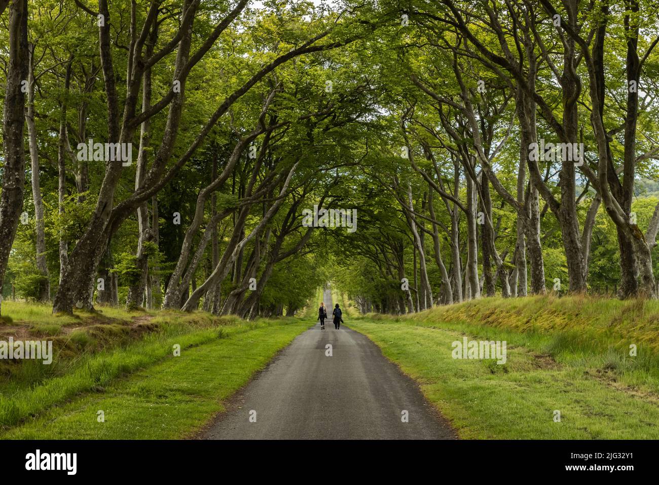 Two people walking away on a road covered with trees Stock Photo - Alamy