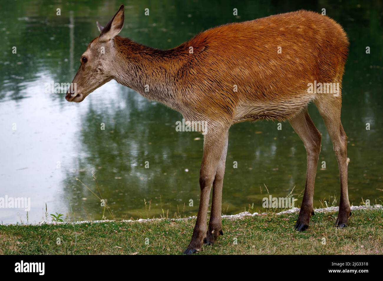 Deer female by the lake, portrait of doe on the background of the lake ...