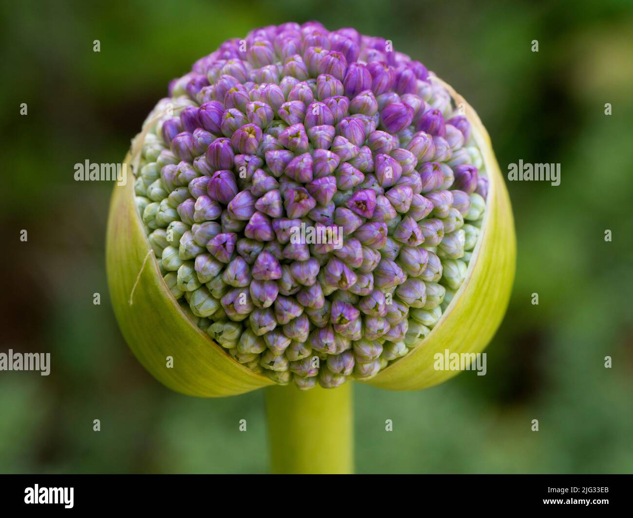 This surprisingly abstract-looking shot is actually a close-up image of ...