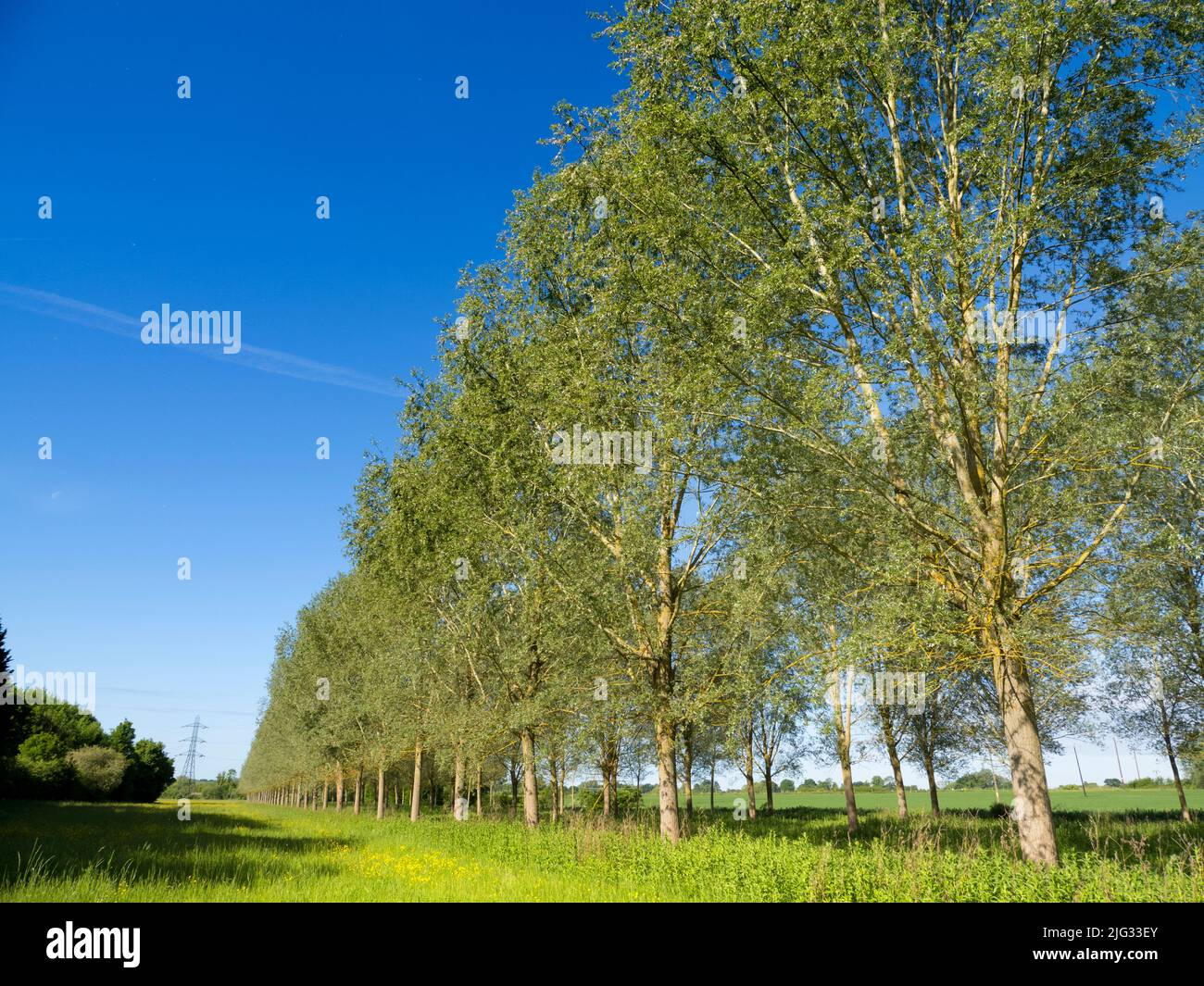 One of my favourite row of trees, anywhere. And it happens to be in my ...