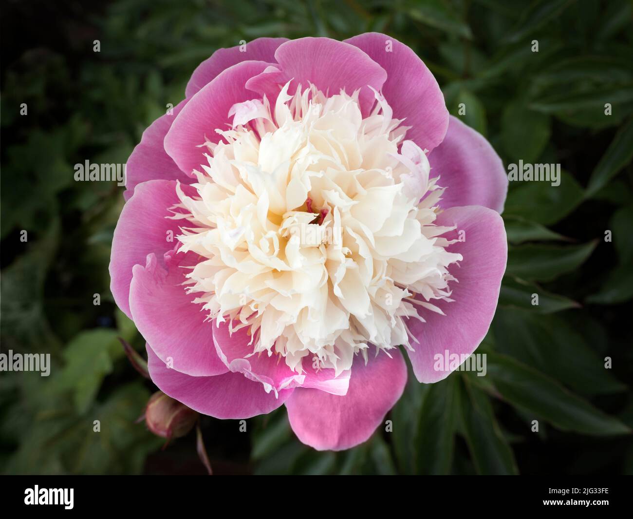Peonies seed hi-res stock photography and images - Alamy