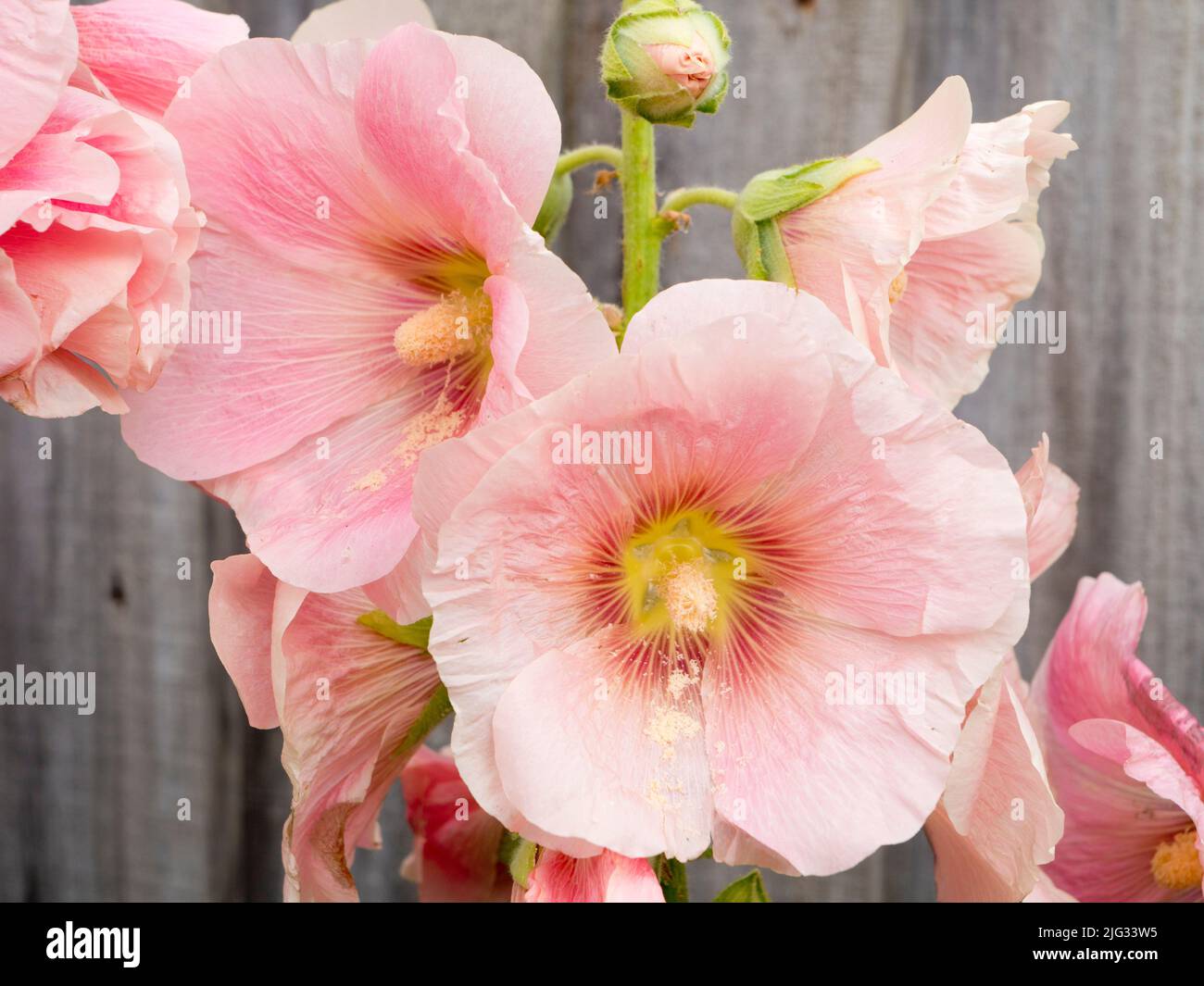 This fine pink Rose Mallow puts on a fine show every year in our garden ...