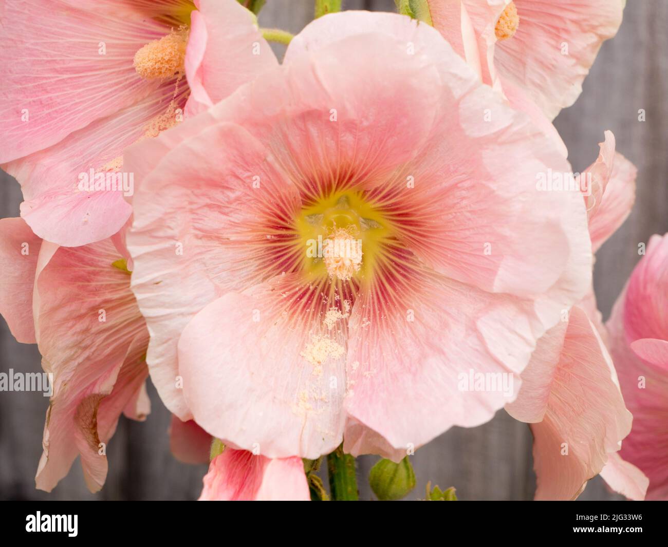 This fine pink Rose Mallow puts on a fine show every year in our garden ...