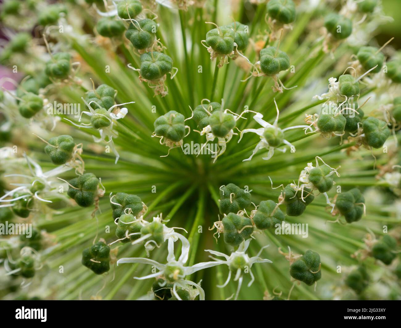 Seed pod star hi-res stock photography and images - Alamy