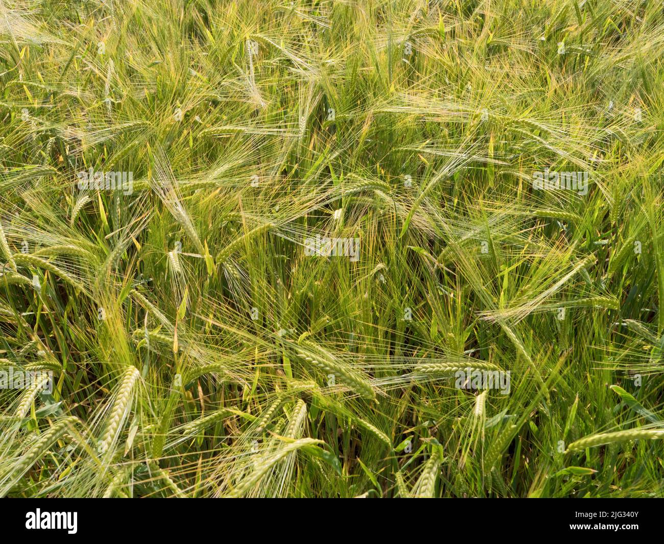 My home village of Radley is surrounded by farms and fields. So a sight ...