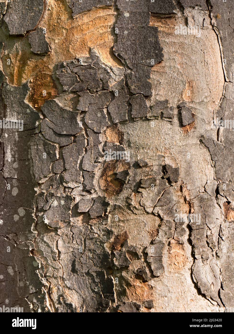 Strange tree shape england hi-res stock photography and images - Alamy