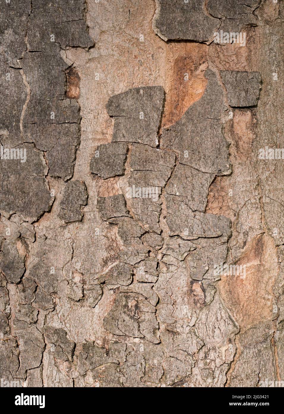 Strange, irregular patterns on a tree in my home village of Radley in ...