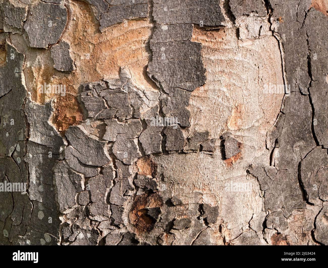 Strange, irregular patterns on a tree in my home village of Radley in ...