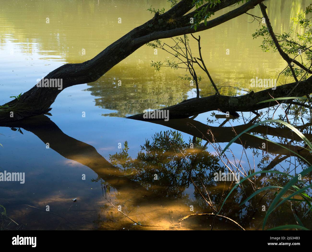 A sunken tree trunk and branches creates symmetrical reflections on the ...