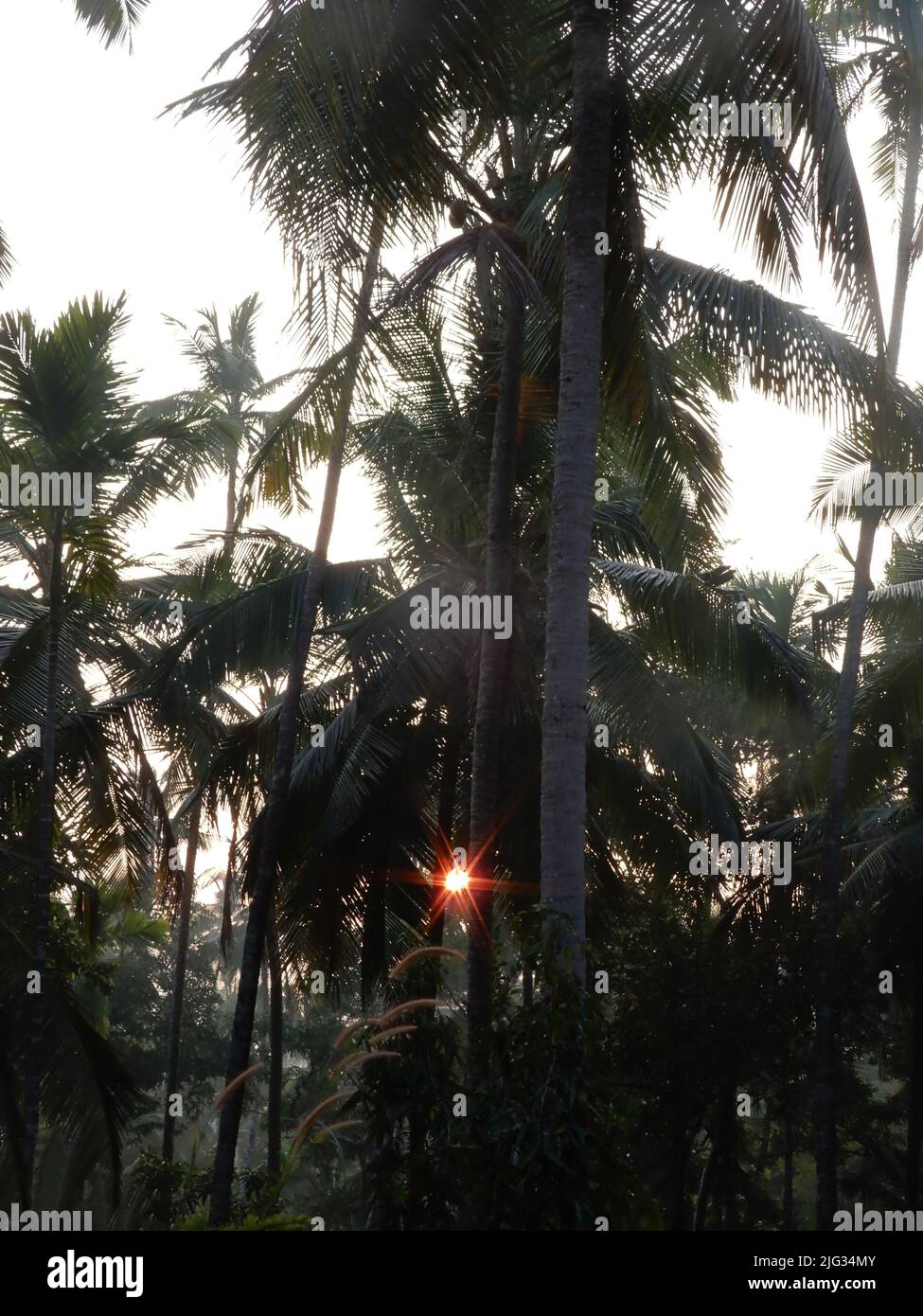 The Sun looking like a Star amongst coconut trees/Star shape sunrise ...