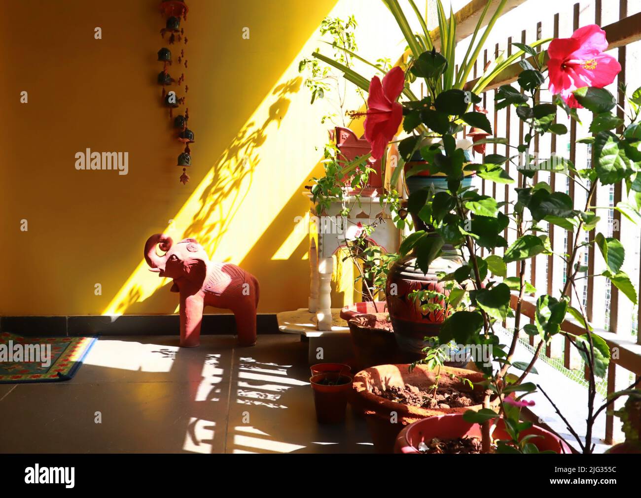 Red Hibiscus flower in the balcony garden/Morning view/Balcony Decor ...