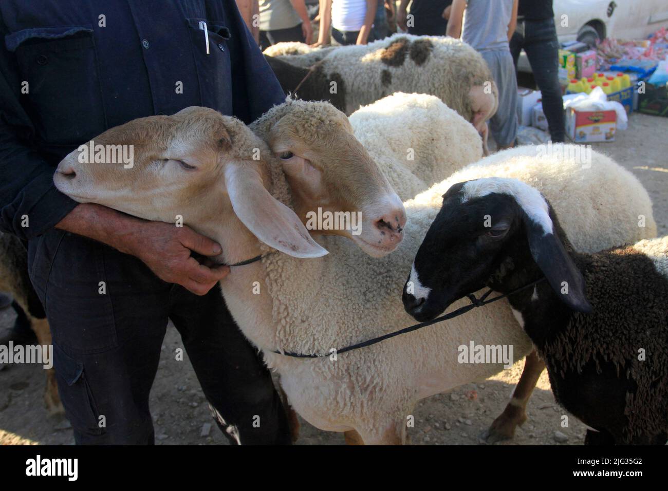 July 7, 2022, Nablus, West bank, Palestine: Sheep seen in a livestock ...