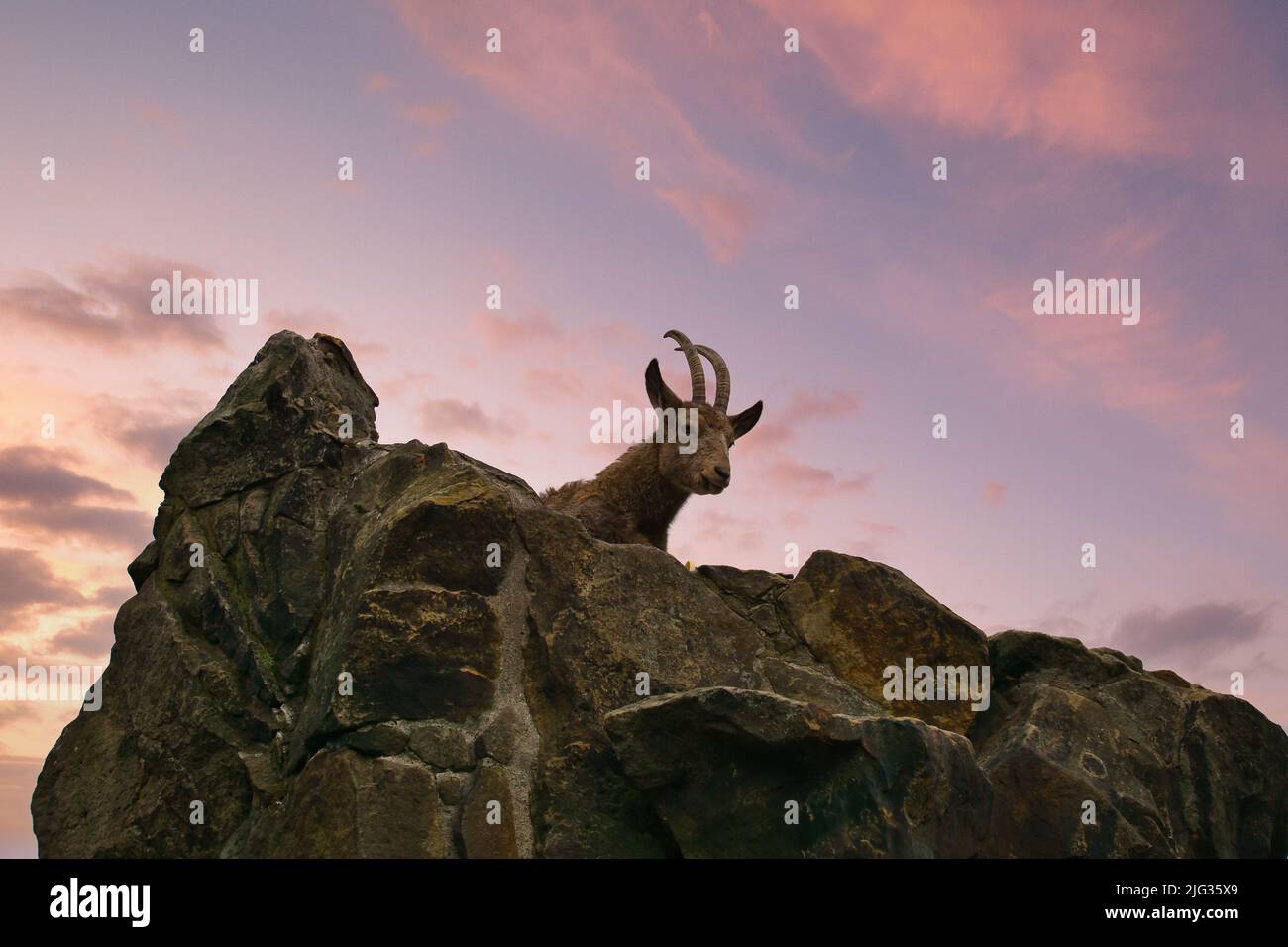 Ibex lying on a rock in nature. Big horn in the mammal. An ungulate ...