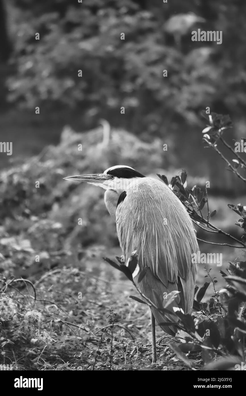 Grey stork bird on Black and White Stock Photos & Images - Alamy