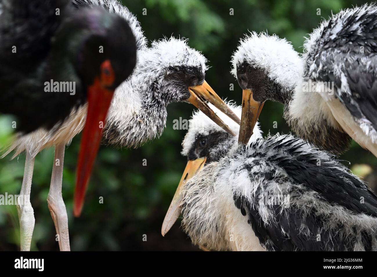 Cologne, Germany. 07th July, 2022. Black stork chicks Standing in their ...