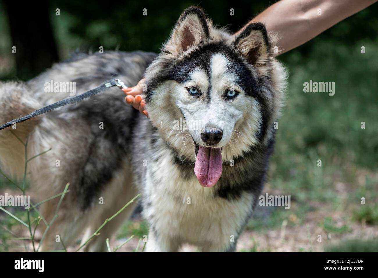 Loup husky hi-res stock photography and images - Alamy