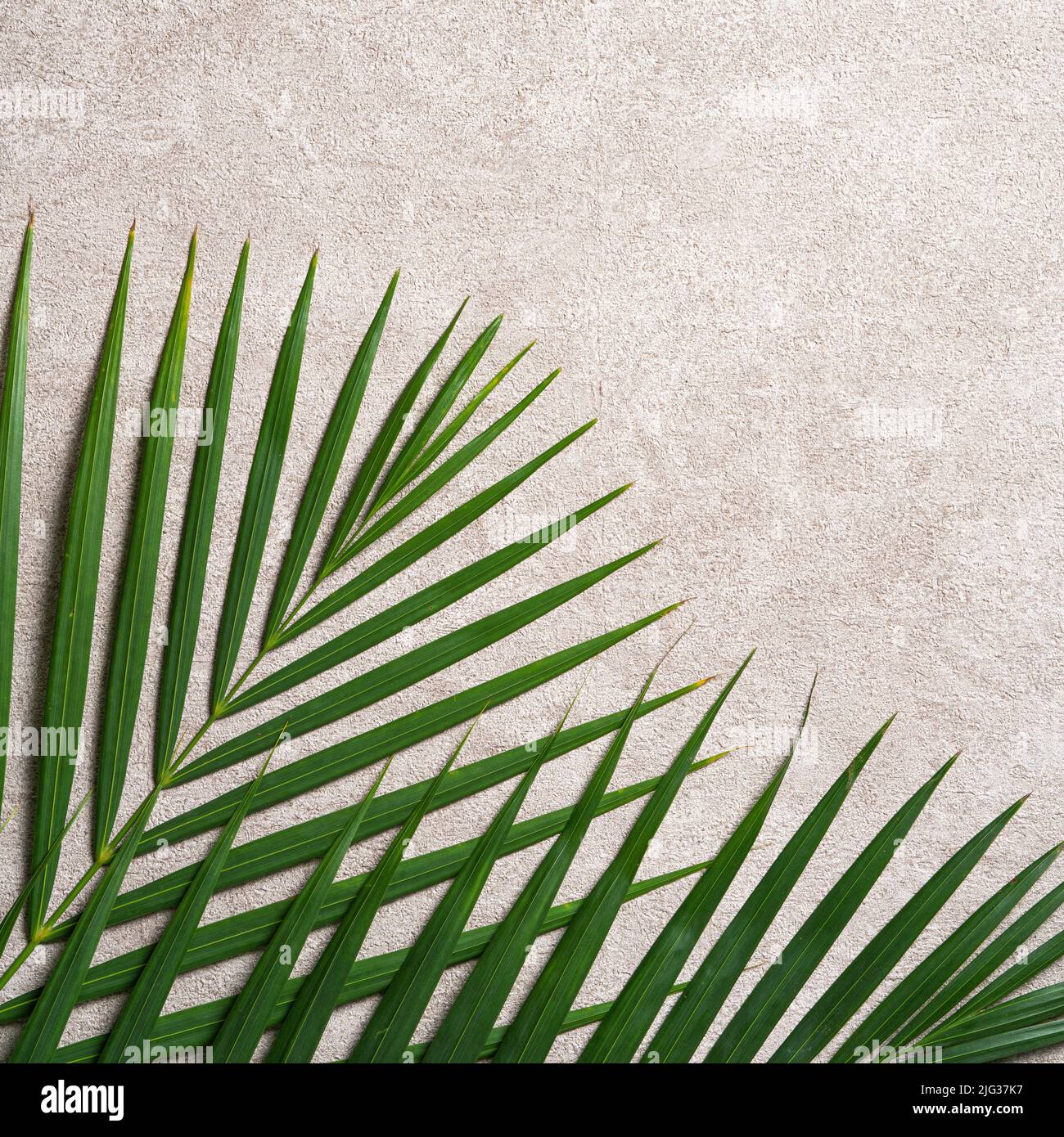 Top view of tropical palm leaves branch isolated on dark gray ...