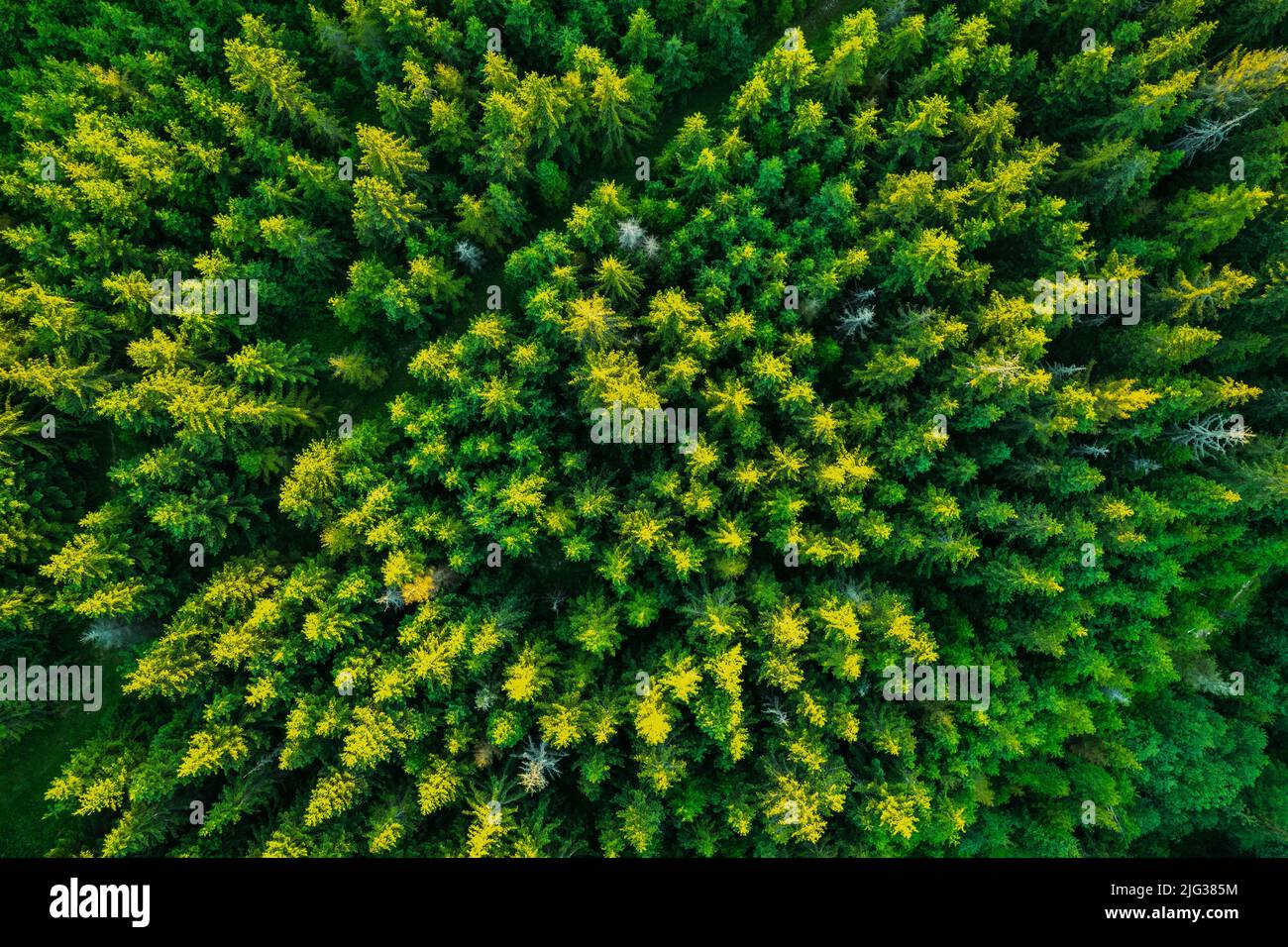 Aerial canopy shot hi-res stock photography and images - Alamy