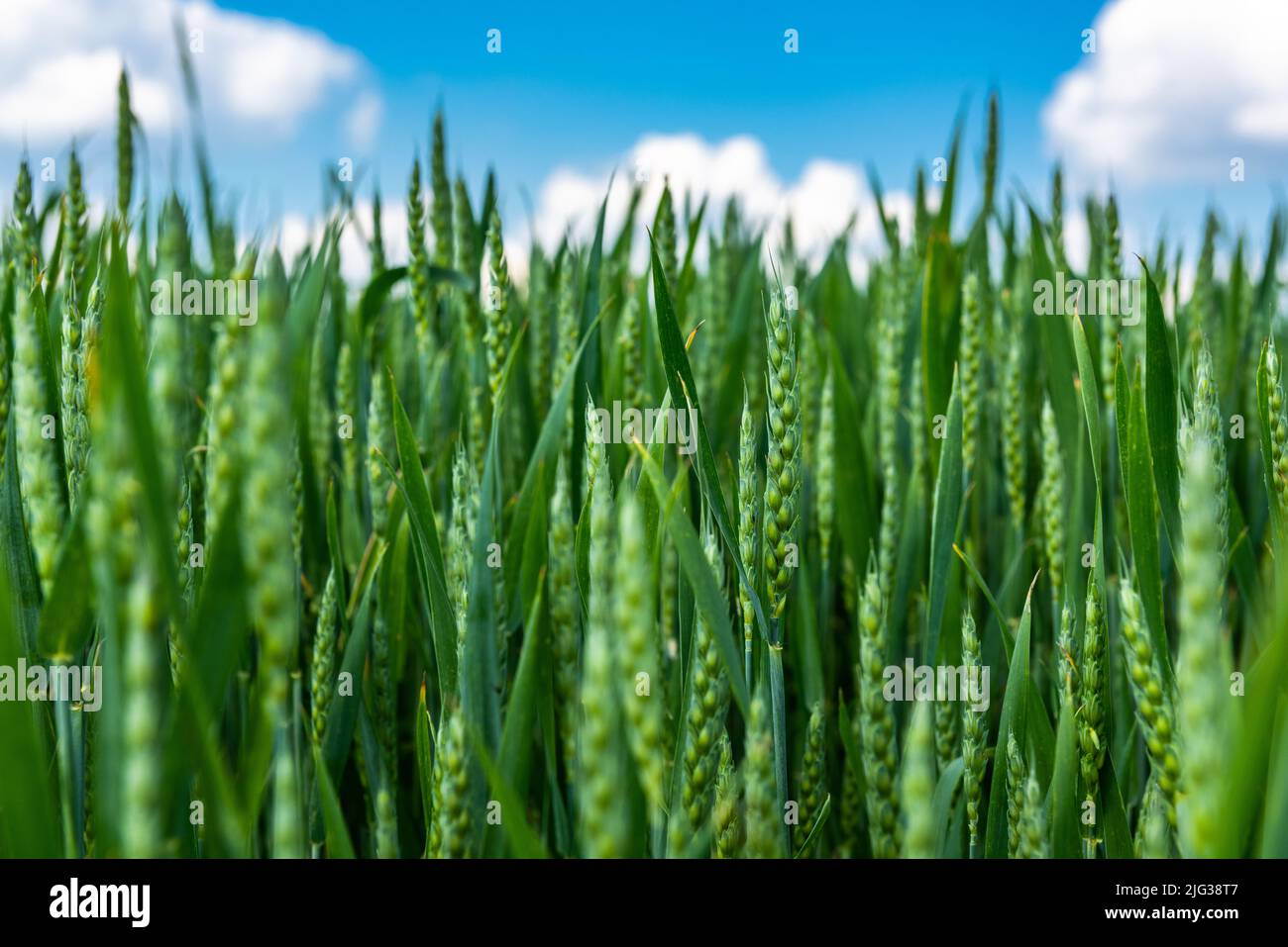 Green crp plant in fields at summer Stock Photo - Alamy