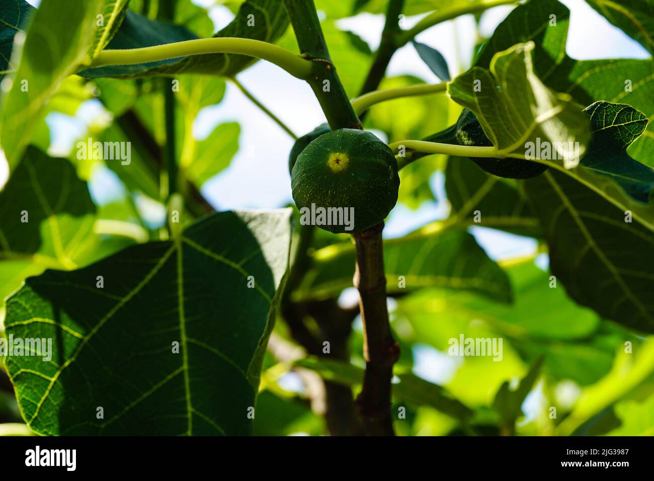 Ficus carica Fig tree with fruits in the old country next to Hamburg ...